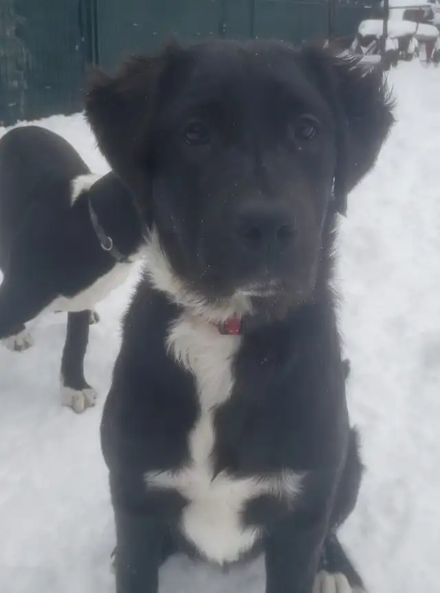 Shepherd/mastiff puppies girls | Dogs & Puppies for Rehoming | Markham ...