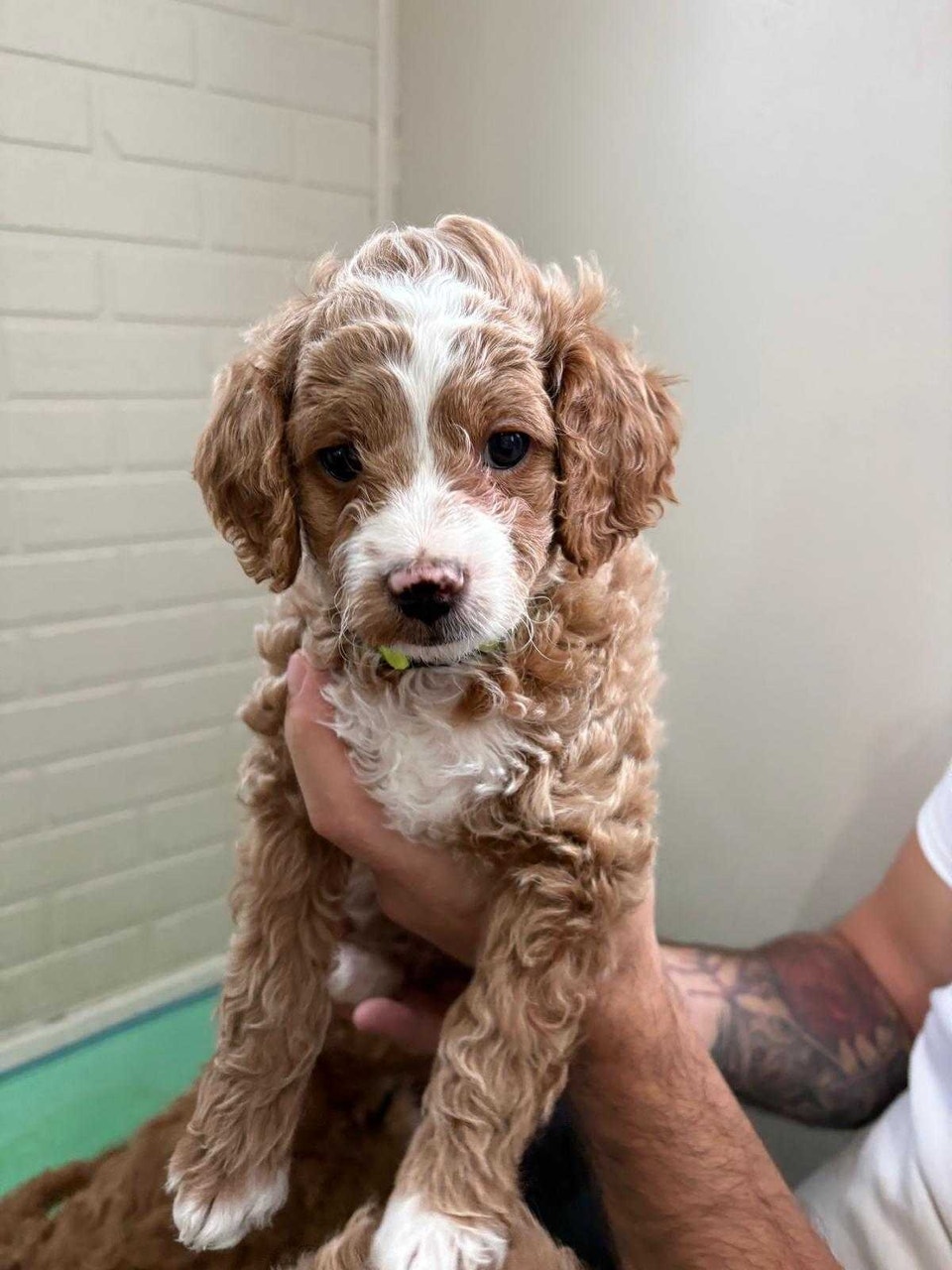 Guardian home needed for Mini Golden Doodle Puppies! | Dogs & Puppies ...