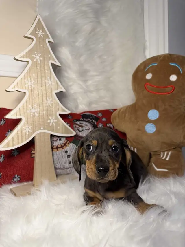 Pure Short Hair Miniature Dachshund Puppies | Dogs & Puppies for ...