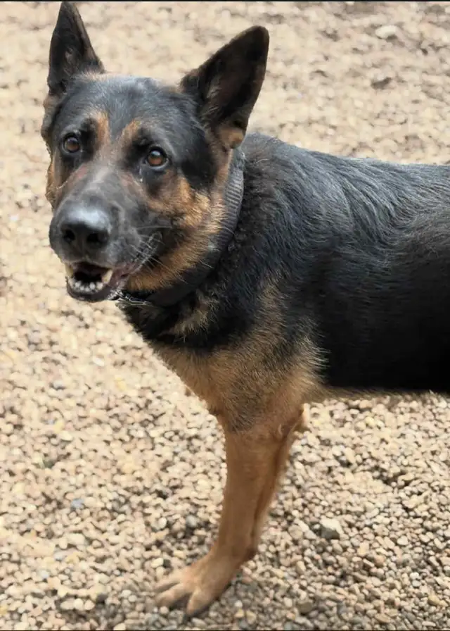 4 year old male German shepard | Dogs & Puppies for Rehoming | Edmonton ...