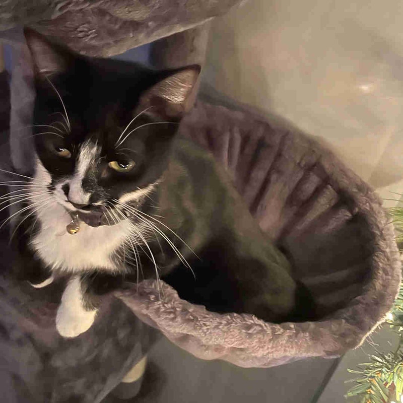 Free to a good home | Cats & Kittens for Rehoming | Kingston | Kijiji