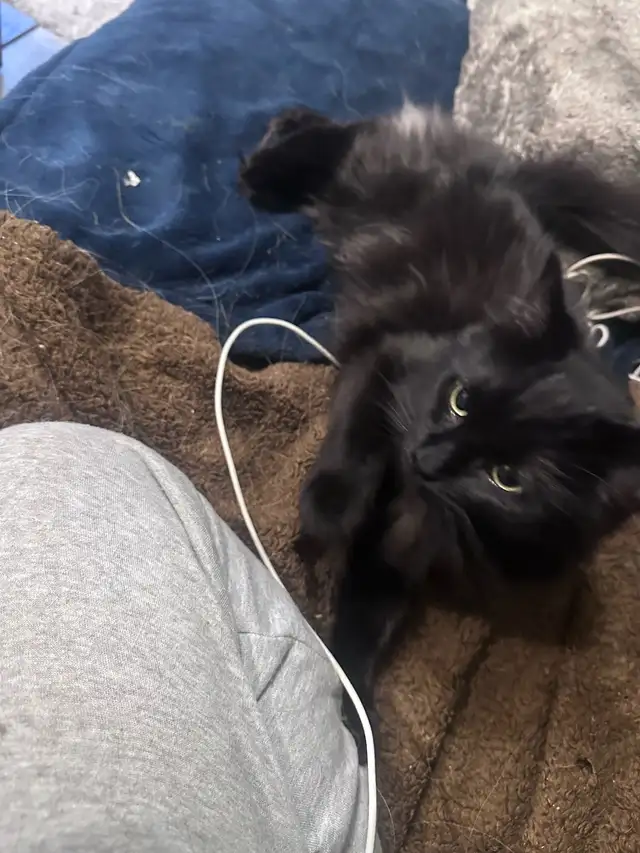 Turkish Angora looking for her forever home | Cats & Kittens for ...