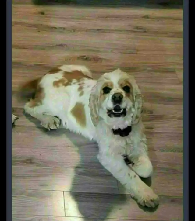 TEDDY BEAR COCKAPOOS ALL SOLD | Dogs & Puppies for Rehoming | Edmonton ...