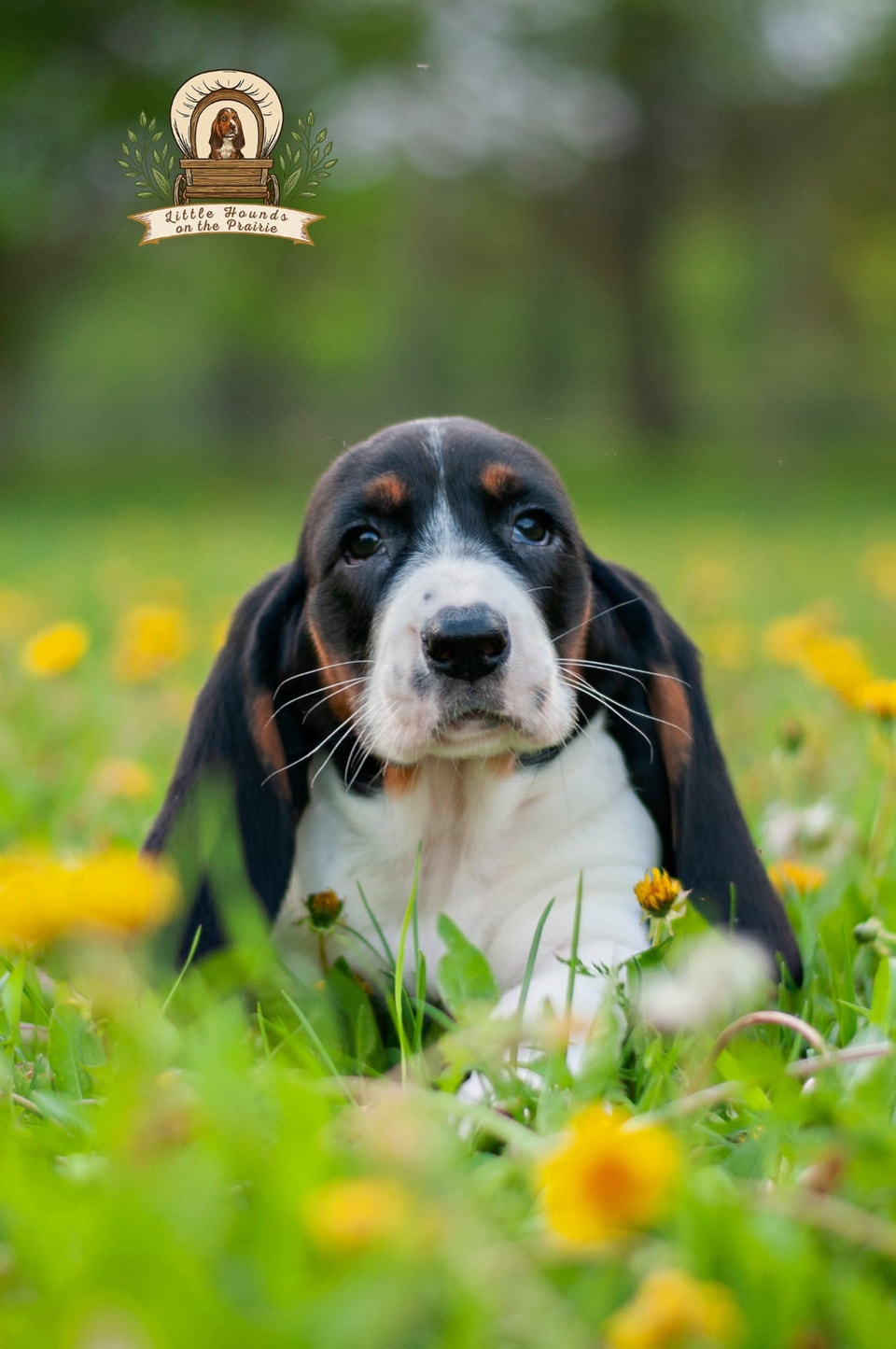 Quality Basset Hound Puppies | Dogs & Puppies for Rehoming | Edmonton ...