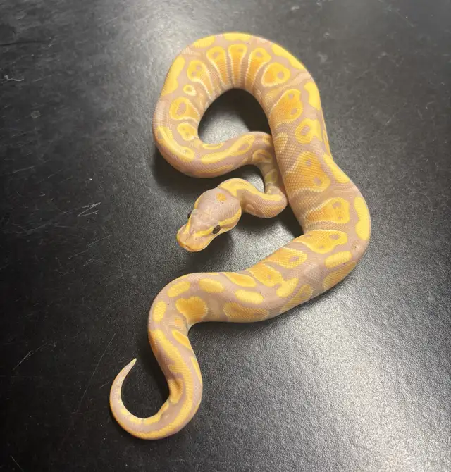 2025 Clown Ball Pythons! | Reptiles & Amphibians for Rehoming | Barrie ...