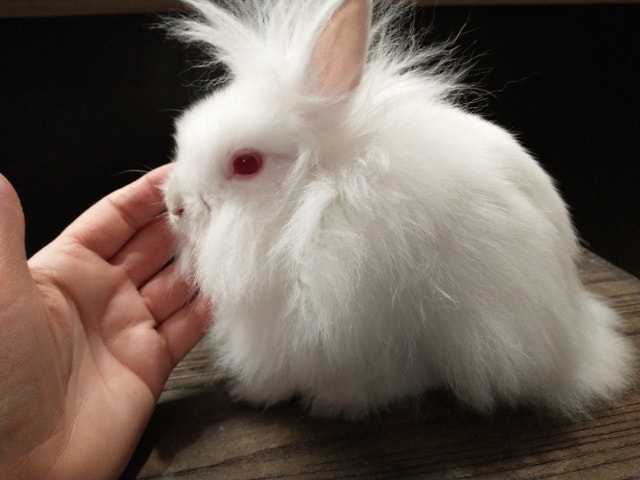 EXTRAORDINARY Netherland dwarf, mini rex, Holland lop, Lionhead | Small ...