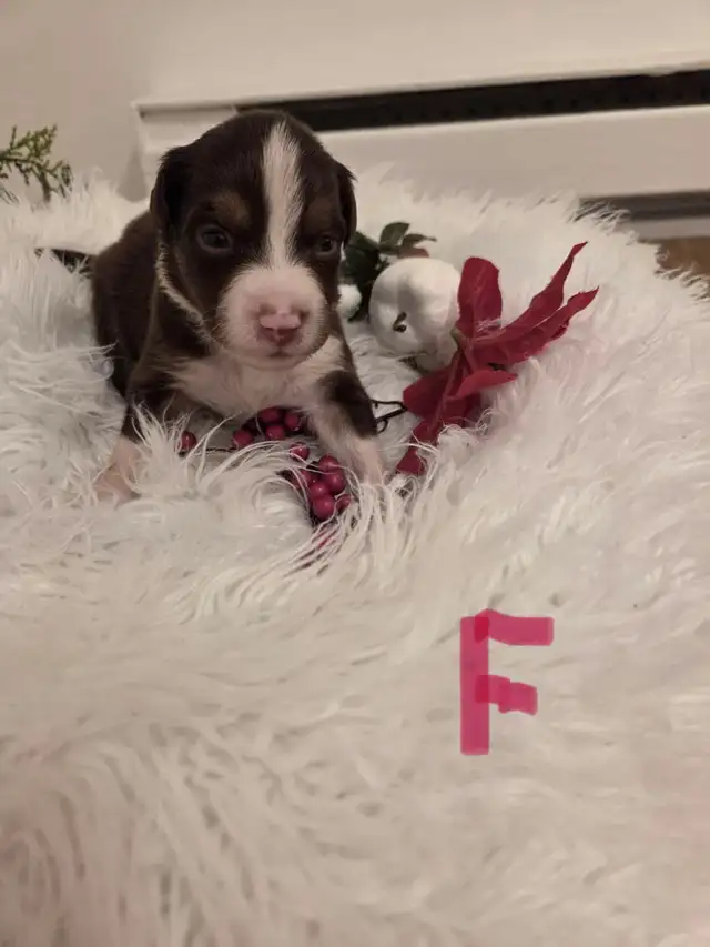 Magnifiques chiots Berger Australien | Dogs & Puppies for Rehoming ...