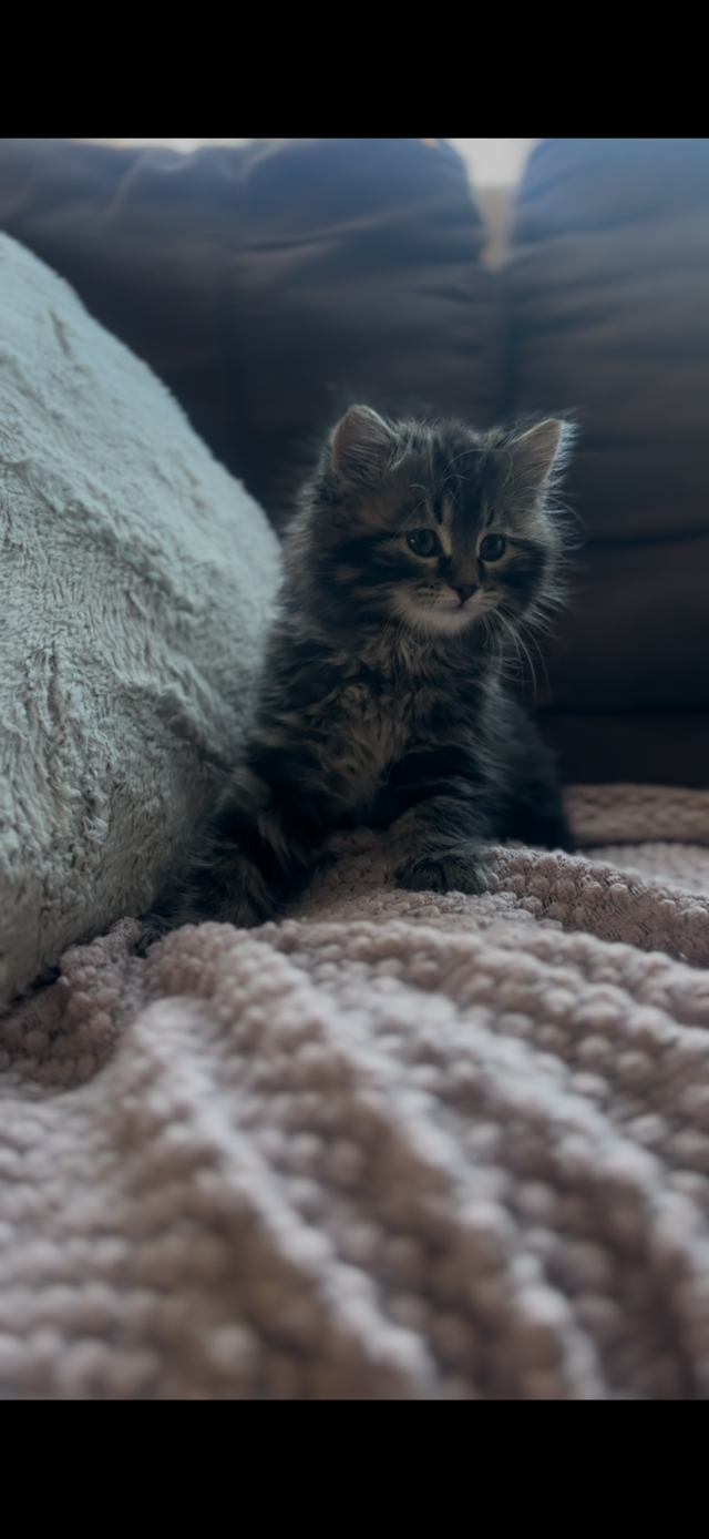 Siberian Kittens | Cats & Kittens for Rehoming | Ottawa | Free local ...