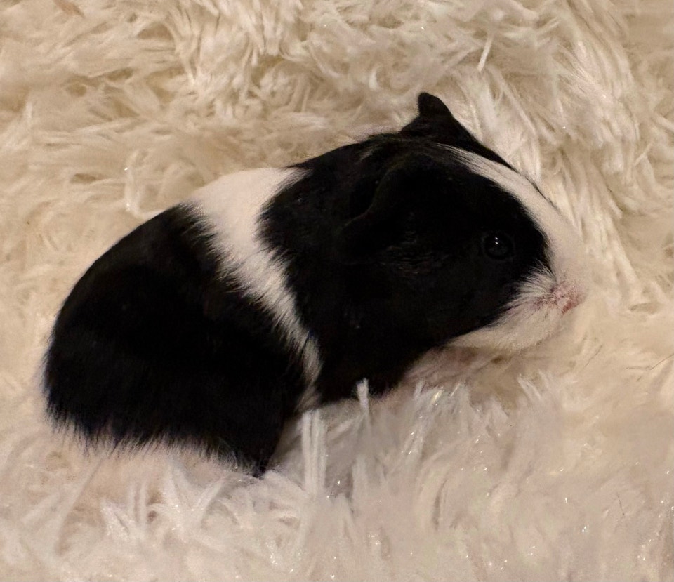 Cochon d’Inde silky | Small Animals for Rehoming | Victoriaville | Free ...