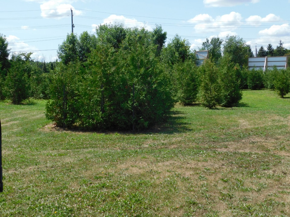 Cedar Hedging Trees on Sale | Plants, Fertilizer & Soil | Ottawa | Free ...