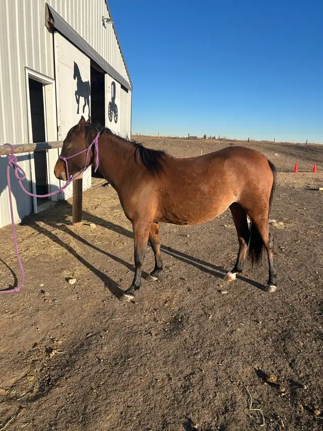 Another Graham Ranch Mustang by Sandy For Sale | Horses & Ponies for ...