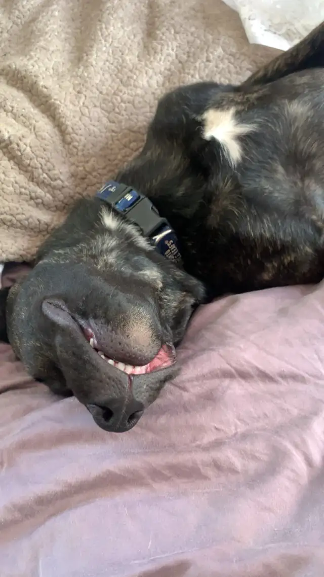 cane corso bully mix puppies | Dogs & Puppies for Rehoming | Chatham ...