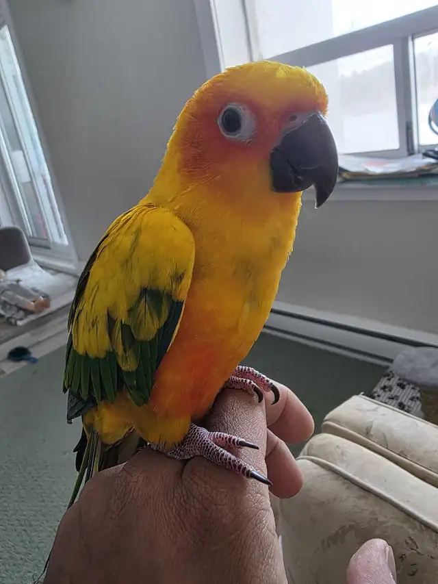 Sun Conure for Sale – 1.5-Year-Old Male | Super Friendly & Play | Birds ...