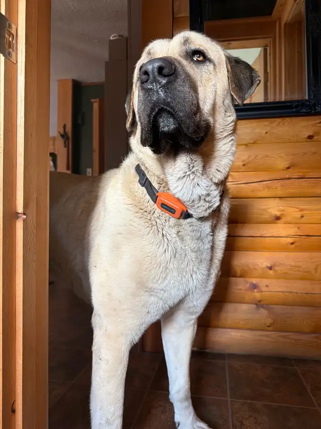 LGD Anatolian Shepherd to Rehome | Dogs & Puppies for Rehoming | Burns ...
