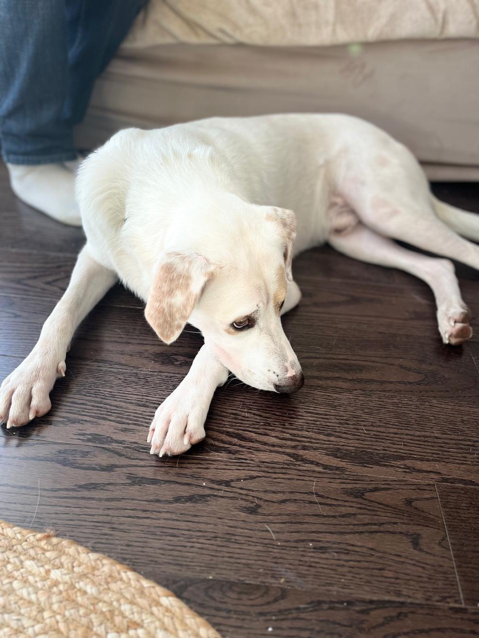 2 Year Old Mixed Labrador Pup | Registered Shelter / Rescue | Kitchener ...