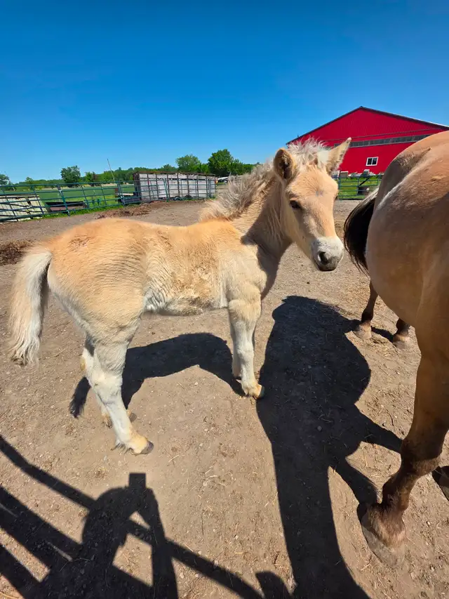 Norwegian fjord colt for sale. | Horses & Ponies for Rehoming | Sarnia ...
