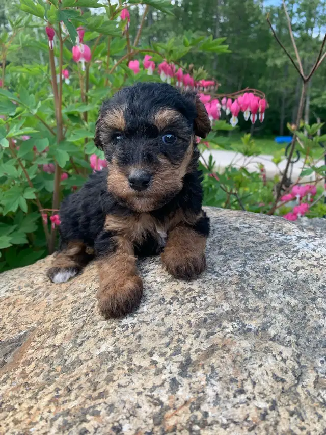 Foxypoo (fox terrier x poodle) | Dogs & Puppies for Rehoming | Gatineau ...