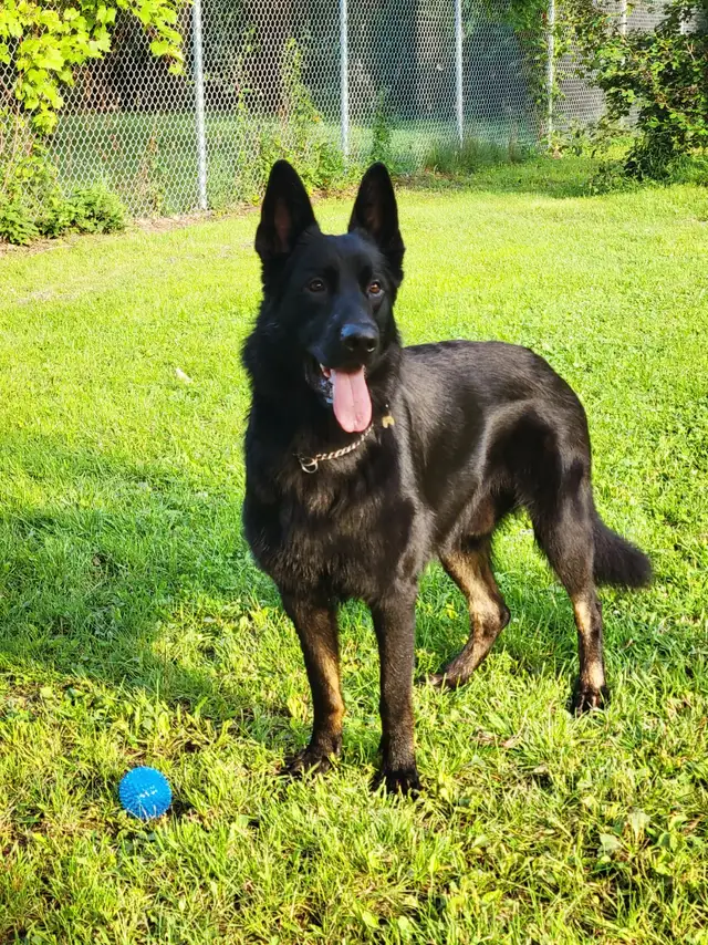 berger allemande 4 ans, homme dominant(German Shepherd 4 year) ) | Dogs ...