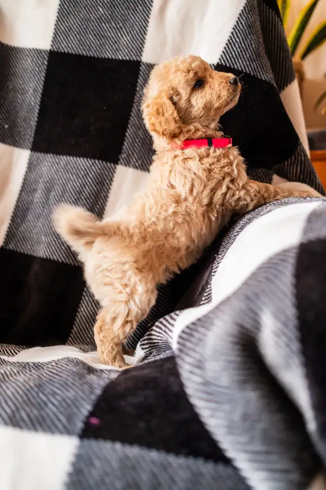 Mini Goldendoodle Puppies – Monica available! | Dogs & Puppies for ...