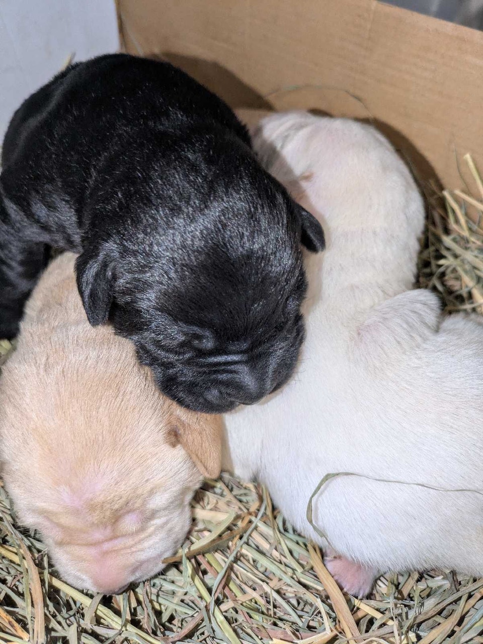 Pure bred labrador retriever puppies | Dogs & Puppies for Rehoming ...