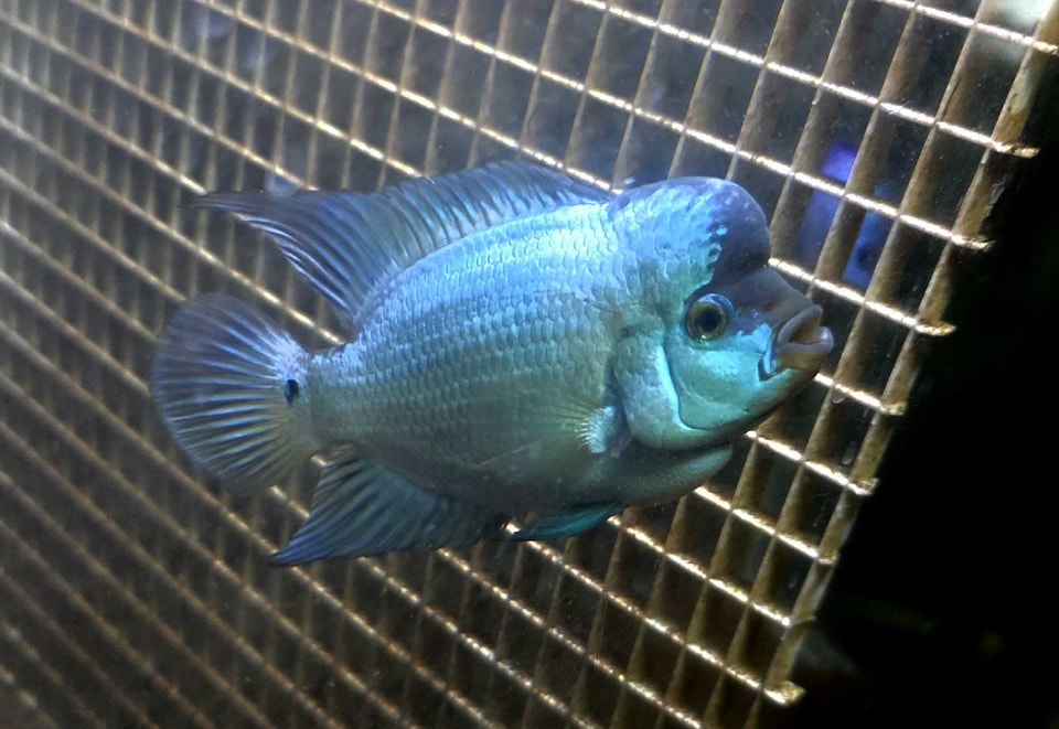 baby flowerhorn cichlid fish tank aquarium | Fish for Rehoming | Red ...