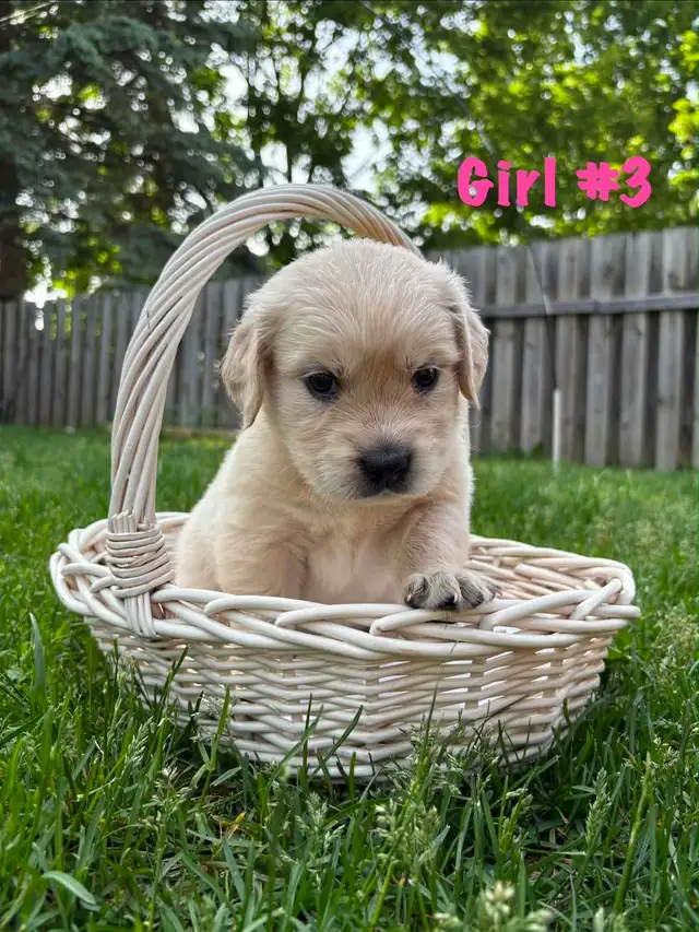 GOLDEN RETRIEVER PUPPIES | Dogs & Puppies for Rehoming | Barrie | Free ...