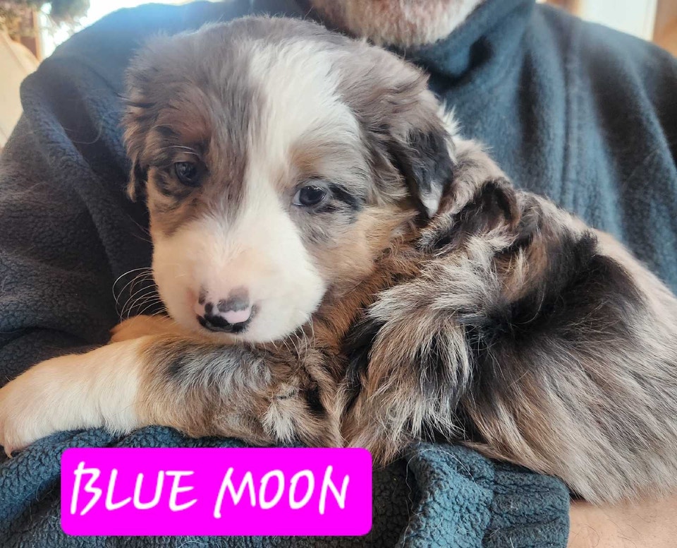 Purebred Border Collie pups/ Border Collies chiots race pure | Dogs ...