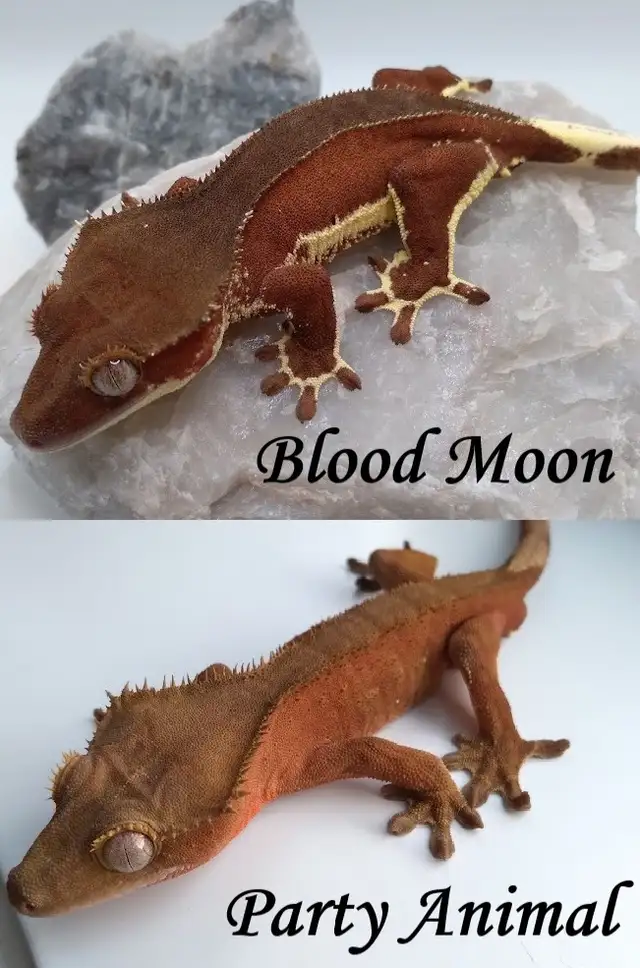Bébé gecko à crête lilly white red phantom | Reptiles & Amphibians for ...