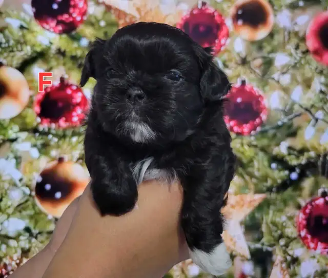 5 Beaux Shih Tzu Impérial | Dogs & Puppies for Rehoming | City of ...
