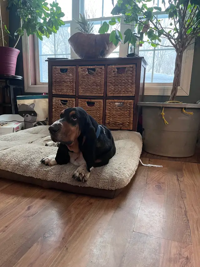 BASSET HOUND 2 ANS OPÉRER A DONNER | Dogs & Puppies for Rehoming ...