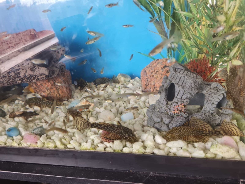 ( Only few left) Plecos Fish keep your tank Clean *REAL DEAL* | Fish ...