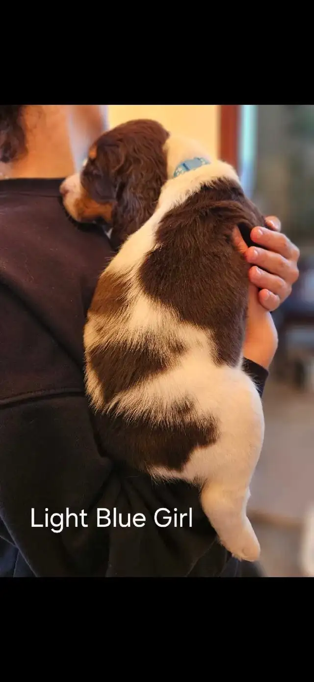 English Springer Spaniel Puppies looking for their new home | Dogs ...