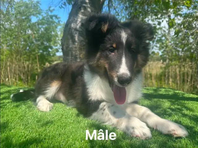 chiots berger shetland X colley | Dogs & Puppies for Rehoming ...