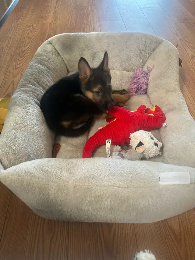 German shepherd puppy | Dogs & Puppies for Rehoming | Markham / York ...