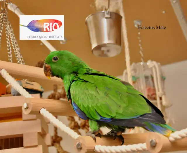 Bébé Eclectus mâle | Birds for Rehoming | City of Montréal | Free local ...
