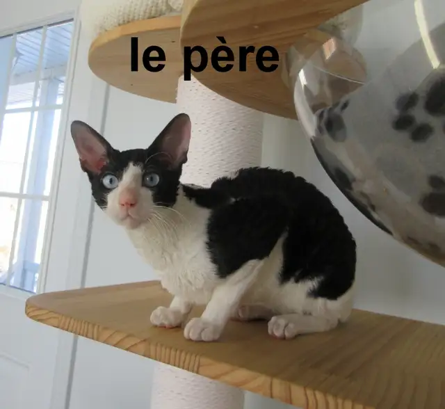 mâle et femelle rex cornish vermifugé, micropucé | Cats & Kittens for ...