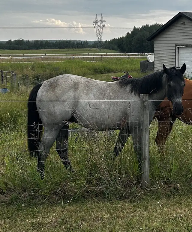 Slick By Design Blue Roan Gelding | Horses & Ponies for Rehoming | St ...