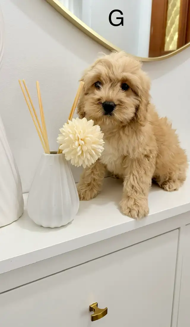 Mini Cockapoo puppies (ONLY 1 BOY AND 1 GIRL LEFT) | Dogs & Puppies for ...