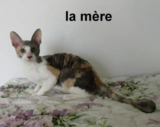 mâle et femelle rex cornish vermifugé, micropucé | Cats & Kittens for ...