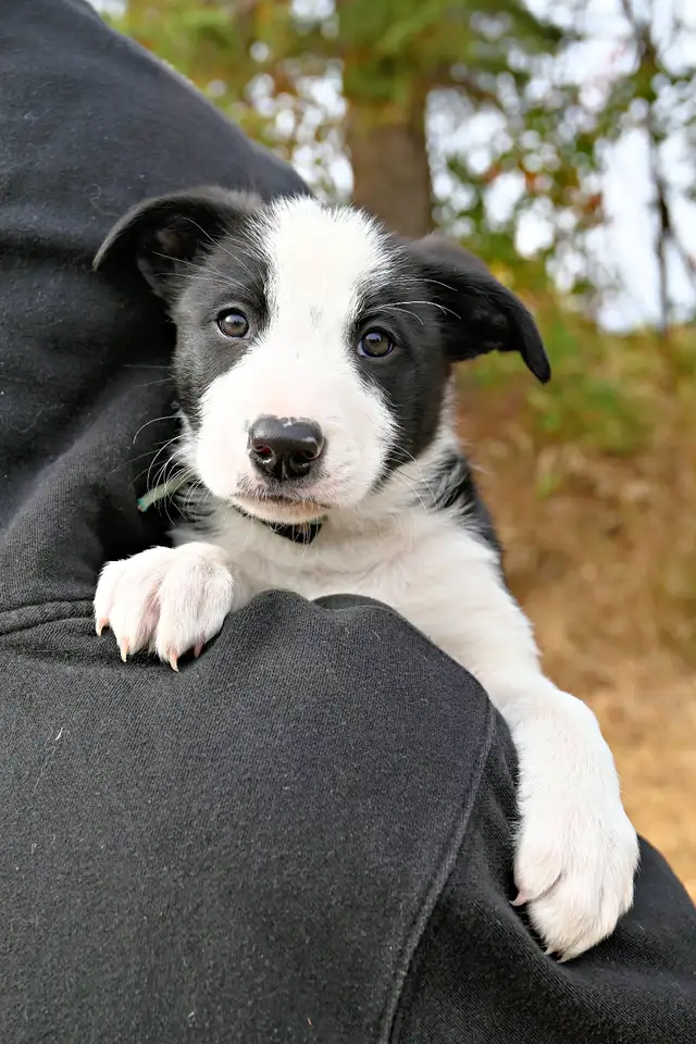 Registered Border Collie Puppies. | Dogs & Puppies for Rehoming | Red ...