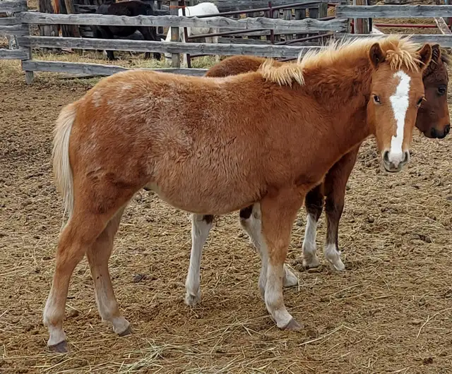 Grade 2025 POA and Pony Pinto Stud Colts | Horses & Ponies for Rehoming ...
