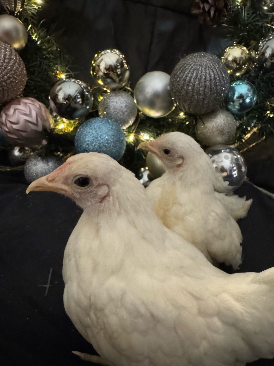 Purebred White Serama Pullet/Young Hen Mini Chicken | Livestock ...
