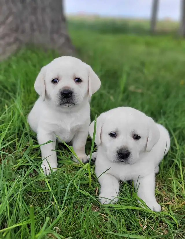 CKC PUREBRED Creamy White Lab Puppies - 1 MALE LEFT!! | Dogs & Puppies ...
