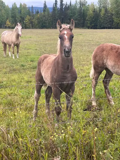 40 ads for belgian in Horses & Ponies for Rehoming in Canada | Kijiji ...