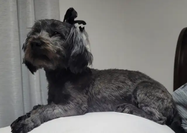 Chiots Bichon Maltais | Dogs & Puppies for Rehoming | Longueuil / South ...