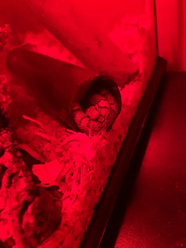 Corn snake | Reptiles & Amphibians for Rehoming | Fort McMurray | Free ...