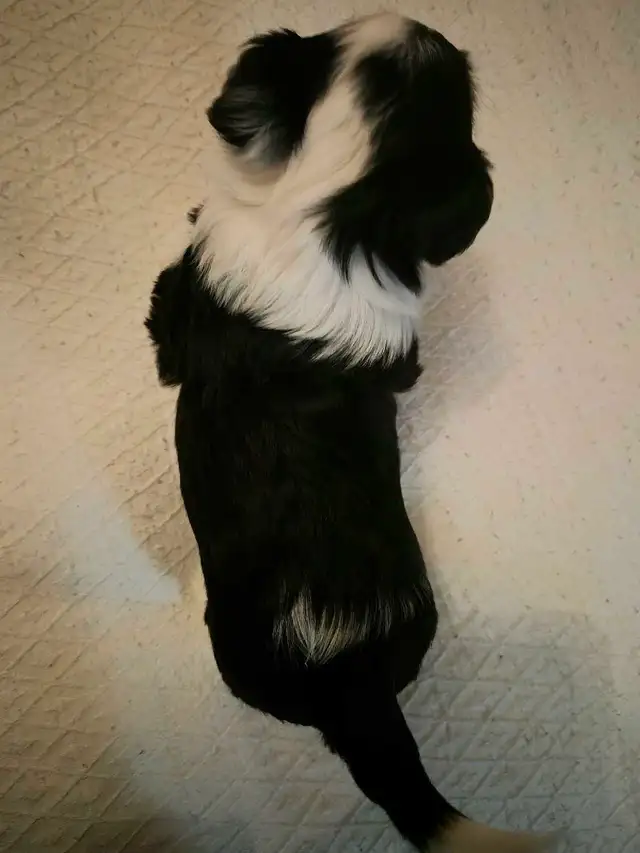 ***Yaussie Valentines Day Puppies*** | Dogs & Puppies for Rehoming ...