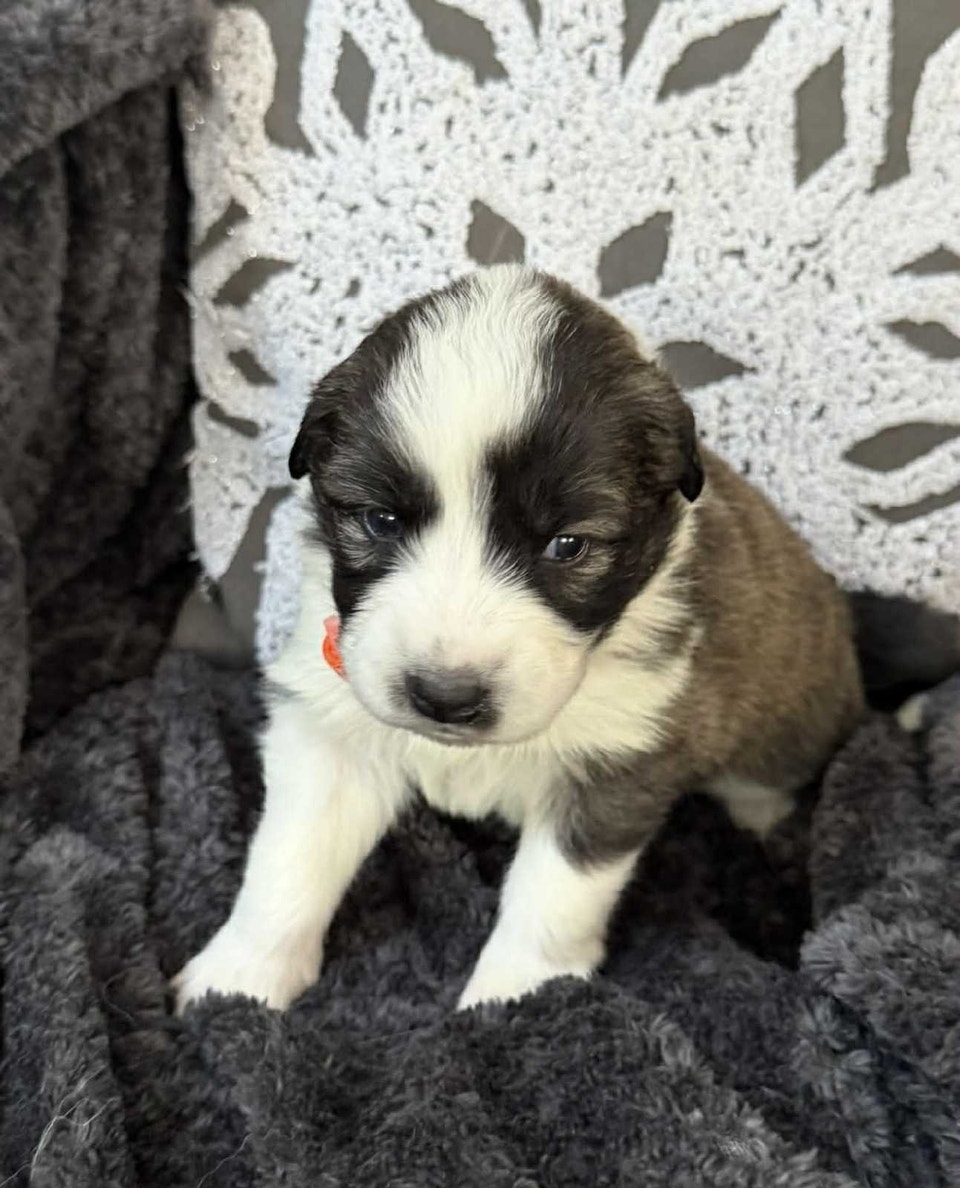 Maremma x Border Collie x Australian Shepherd | Dogs & Puppies for ...