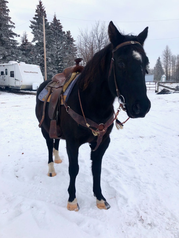 Capone is a 17 yr old grade gelding he has a good temperament, h ...