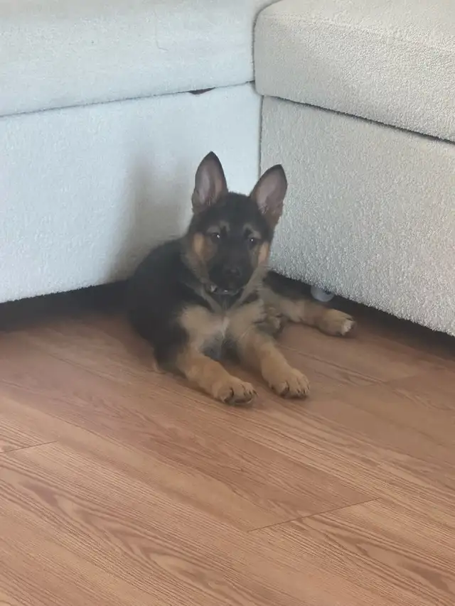 German shepherd puppy | Dogs & Puppies for Rehoming | Markham / York ...